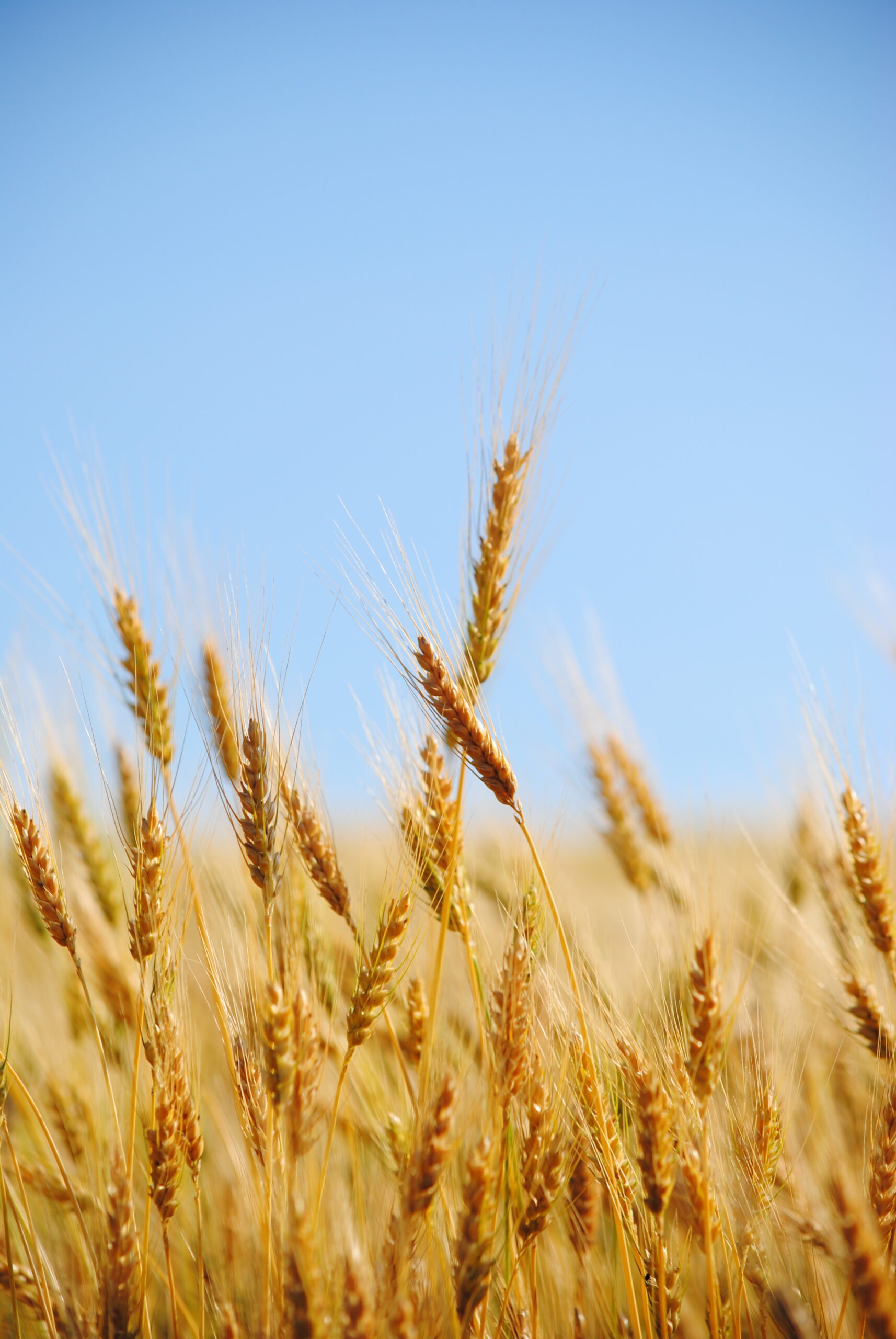 The Communicator: Summer 2024 Edition – OCIA